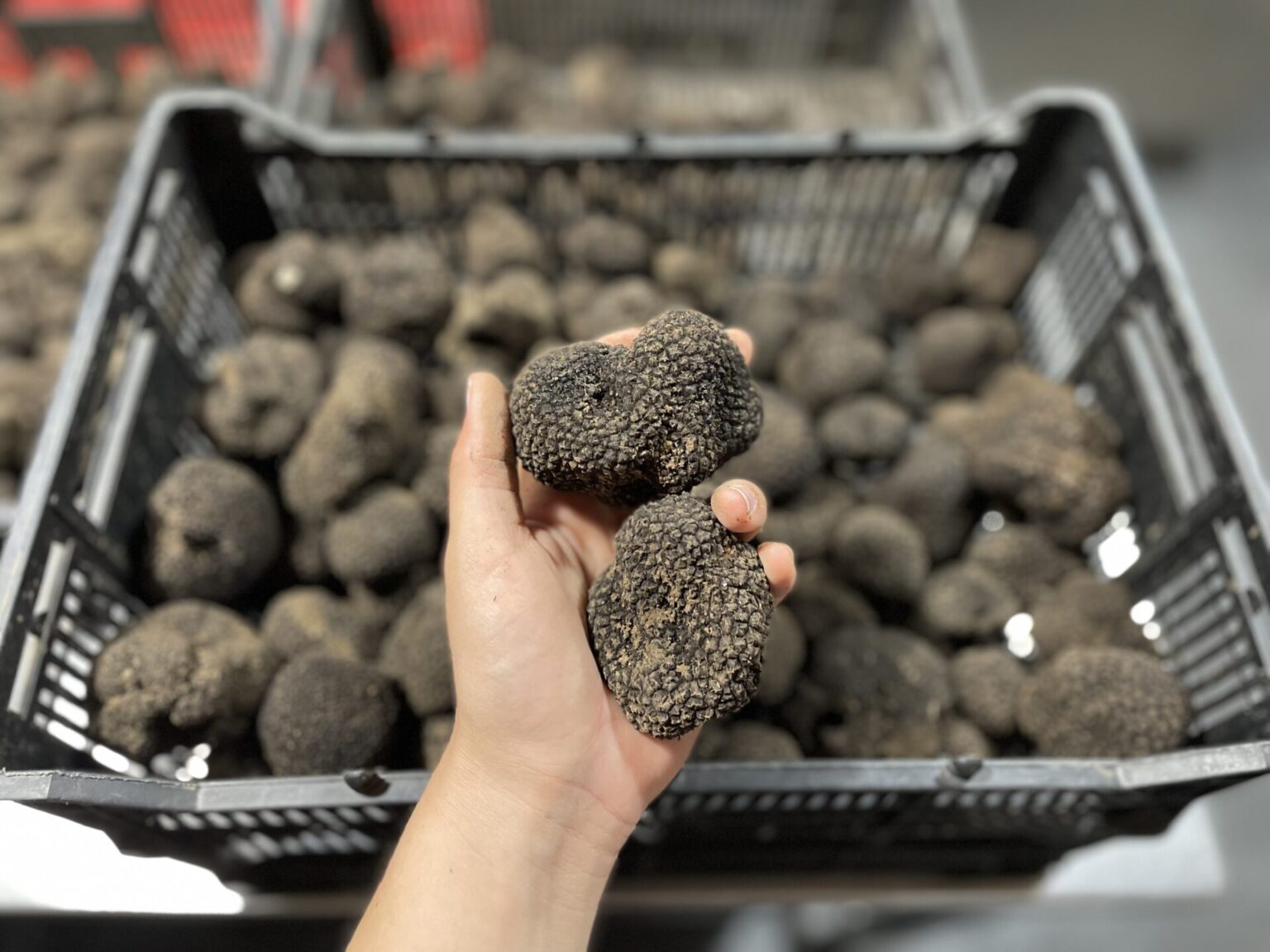 Truffle Pizza Recipe Easy And Delicious