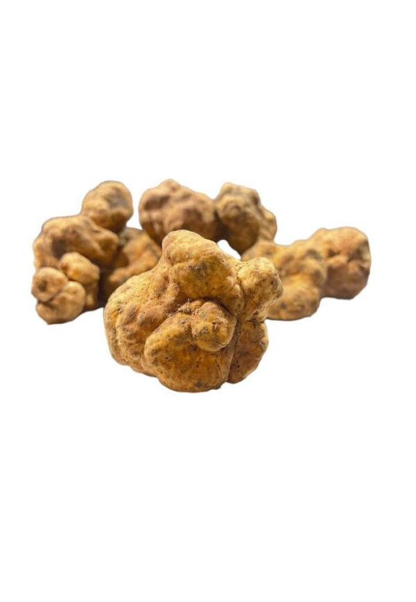 White Truffles For Sale | BulTruffe