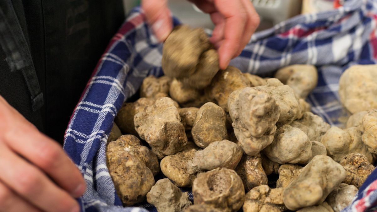 What Is a Truffle and What Does Truffle Taste Like?