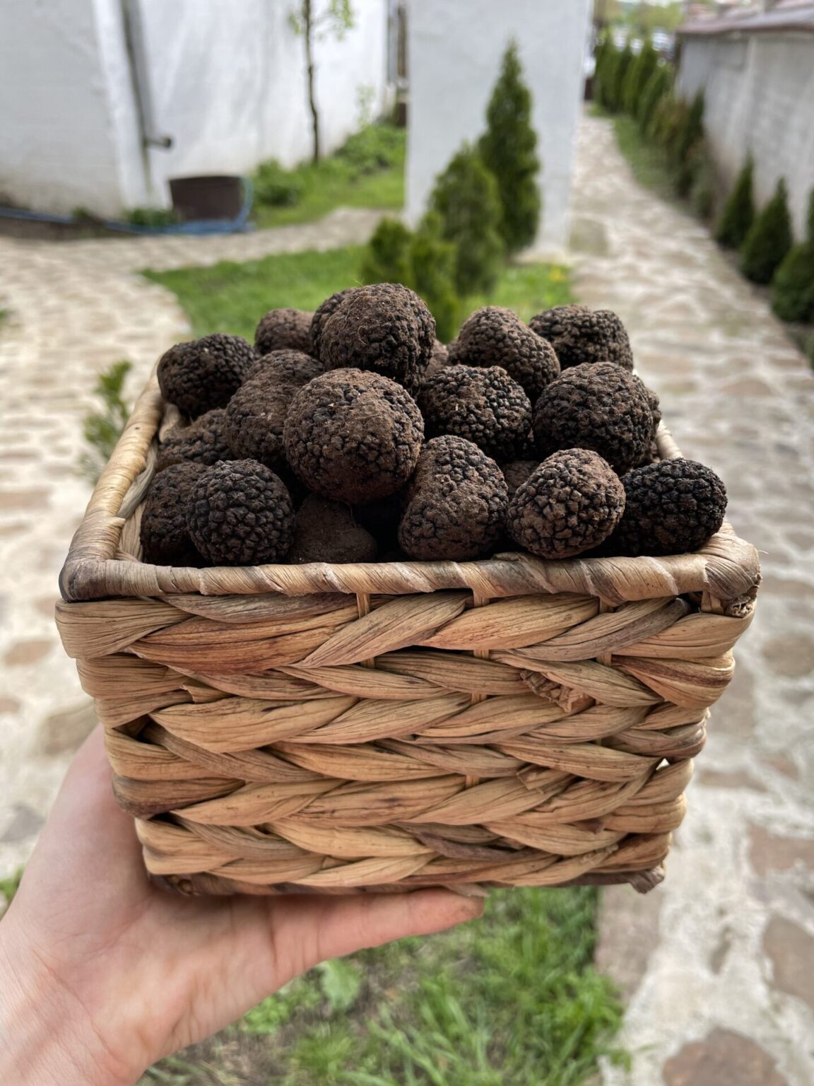 What are Summer Truffles, and Are They Worth Price?