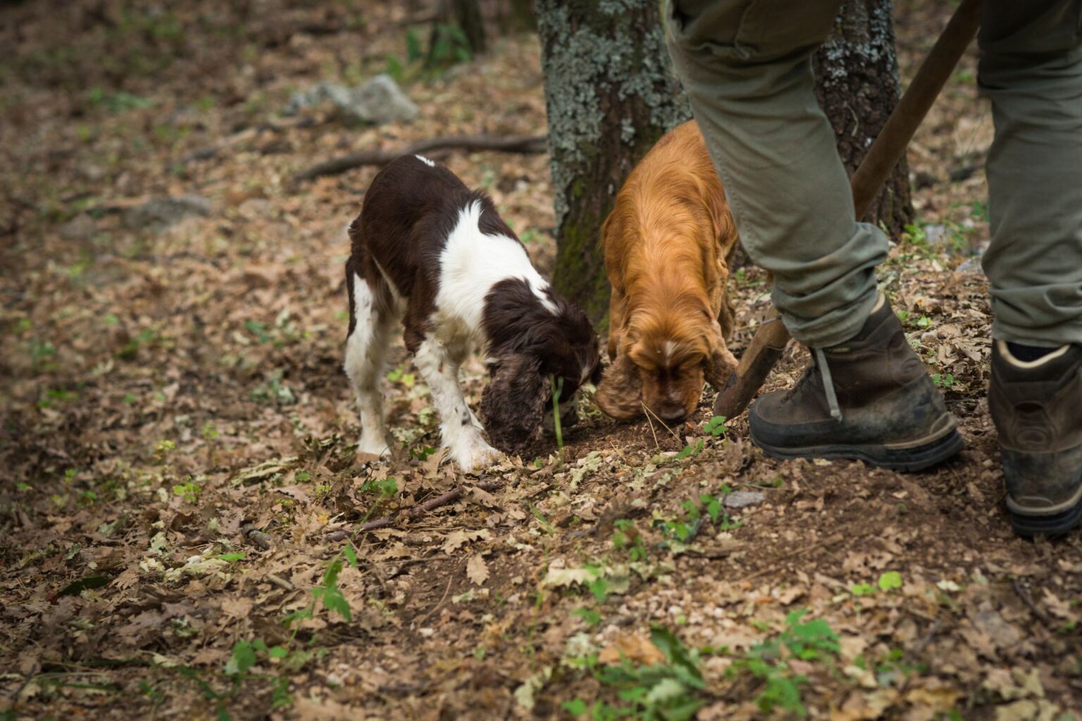 When are truffles in season? - Bultruffe